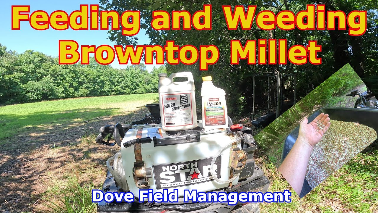 Fertilizing and Weed Control in Browntop Millet | Dove Hunting - YouTube