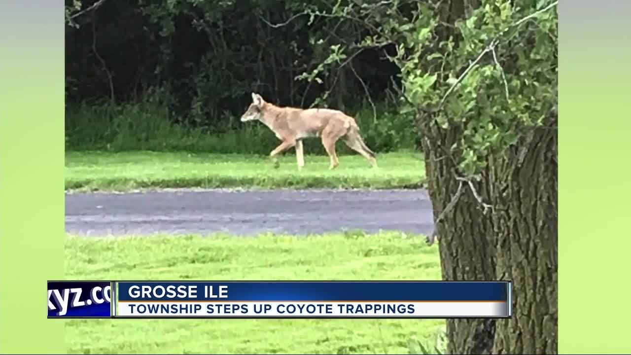 Grosse Ile steps up coyote trapping - YouTube