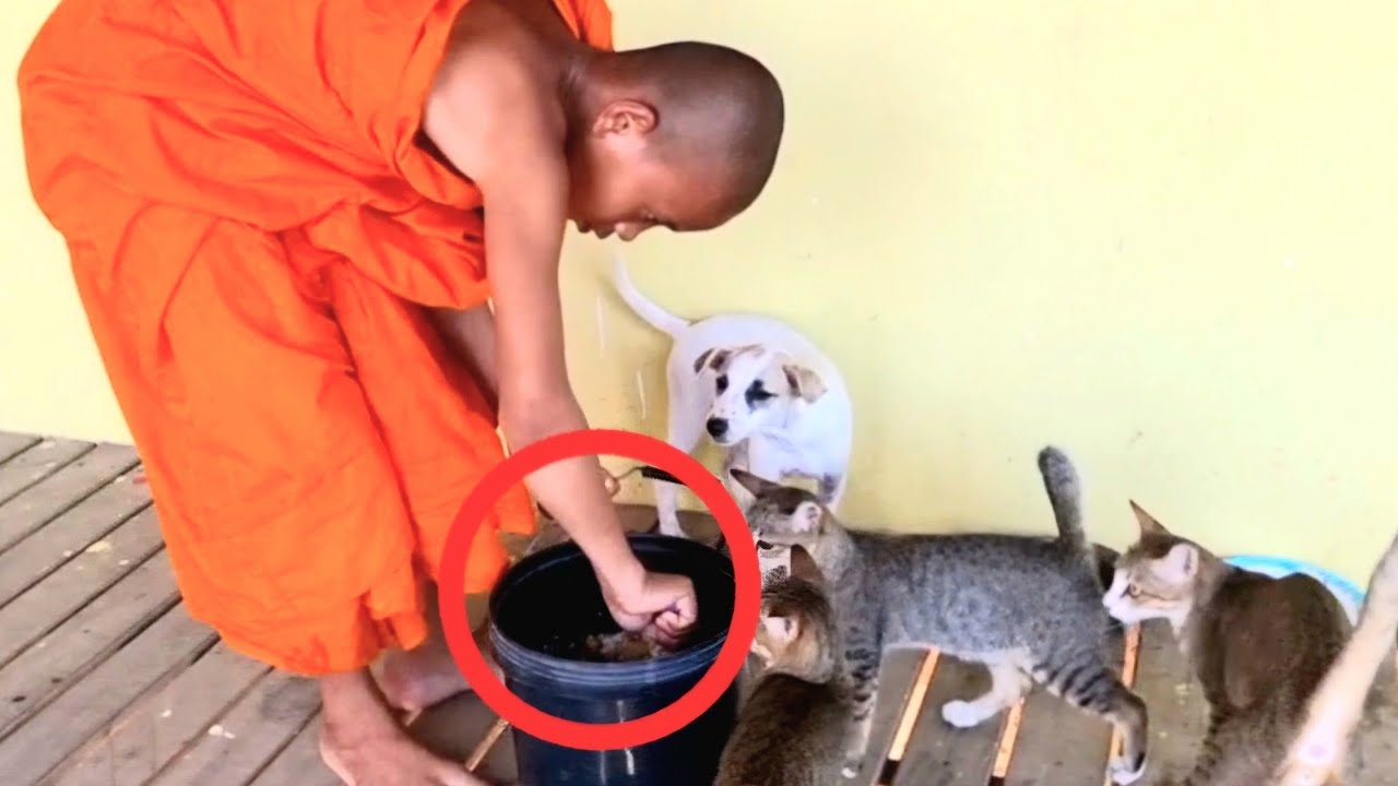 The Monk Give The Food To His Pets, The Life Story Of Dogs And Cat In ...