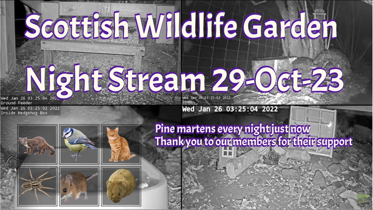 Night Stream October 29th 2023 | Bird Feeders, Wildlife Cameras ...