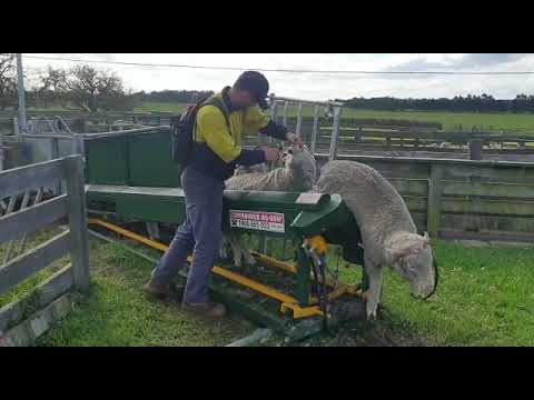 Commander Ag-Quip VEE Hydraulic Sheep Handler - YouTube