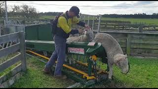 Ketchum Sheep Handling Equipment About Us DS Livestock Equipment