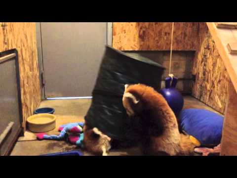 Carson & Willa's Red Panda Christmas - YouTube