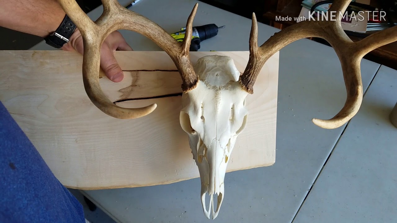 DIY Deer Euro Mount - YouTube