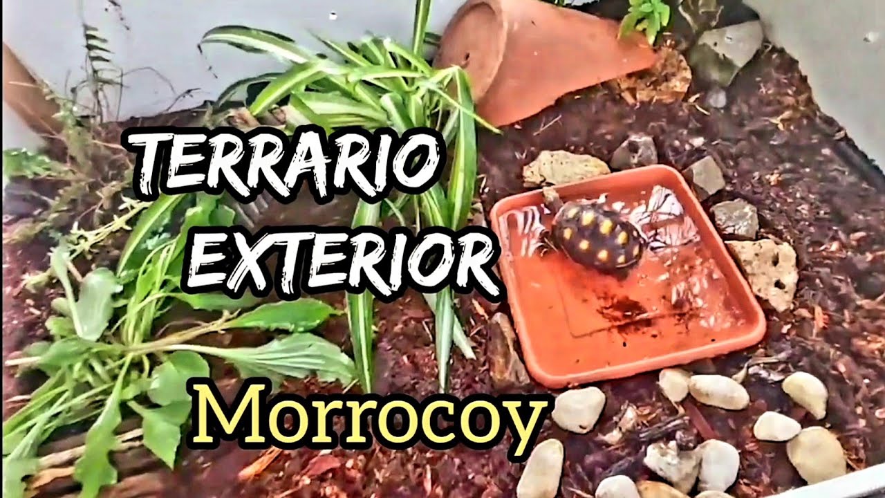 como hacer terrario exterior tortuga morrocoy con sustratos plantas ...