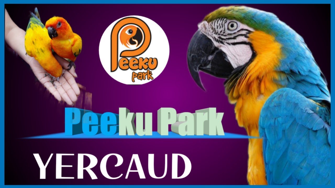 Peeku Park Yercaud/ Exotic Birds #travelvlog #trending #holidayplan # ...