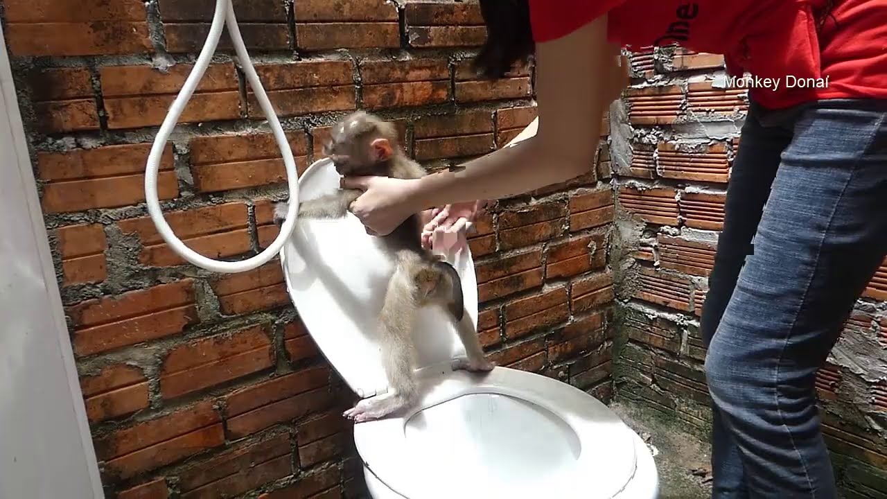Baby Monkey Donal Scare Water Spray When Use Toilet, Donal Morning ...