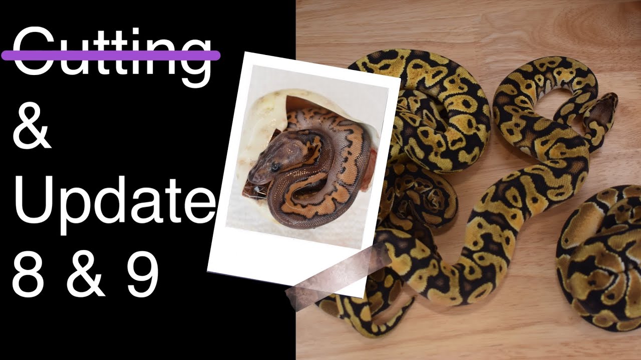 Our 1st Special BP Hatchlings & ... - YouTube