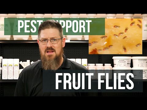 Where Do Fruit Flies Breed In Your House