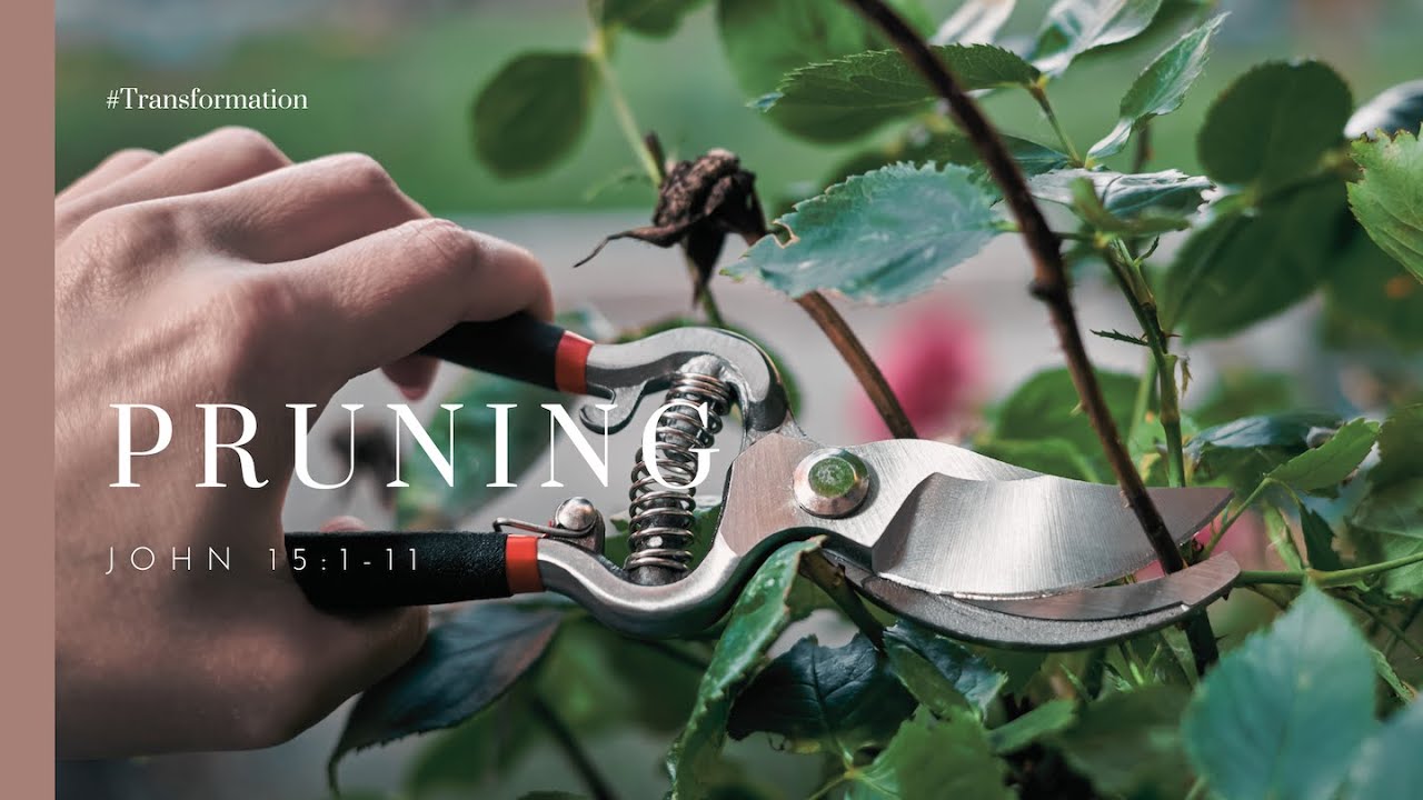 Transformative Pruning: Sunday Sermon with Pastor Dan Harrison - YouTube