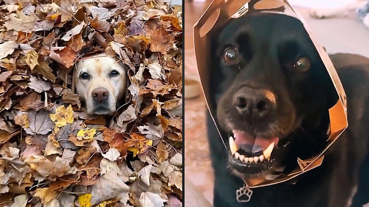 Dogs Being Silly & Adorable - YouTube