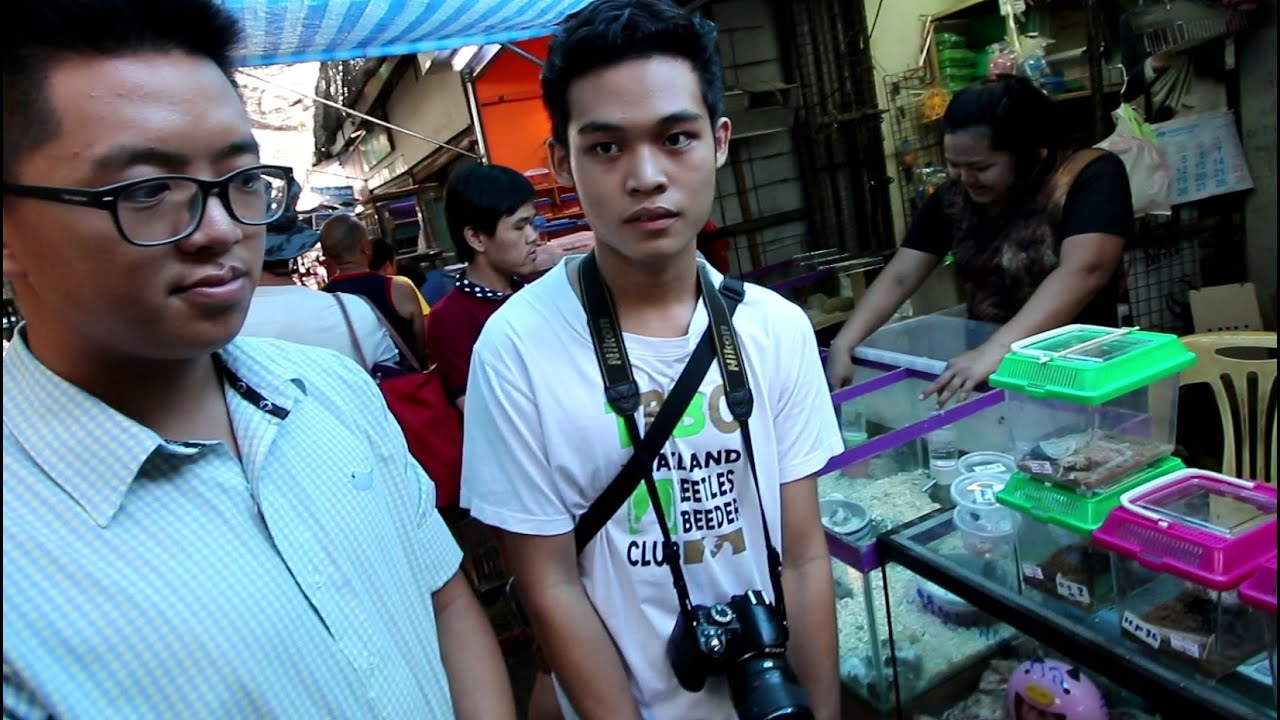 Searching for beetles in the Chatuchak market in Bangkok - YouTube