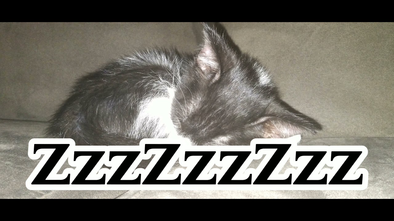 Pinche gato zzz - YouTube