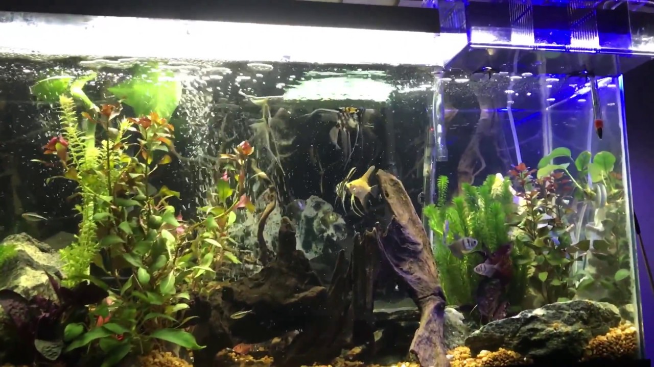 Peces angeles en pecera de 55 galones plantada - YouTube