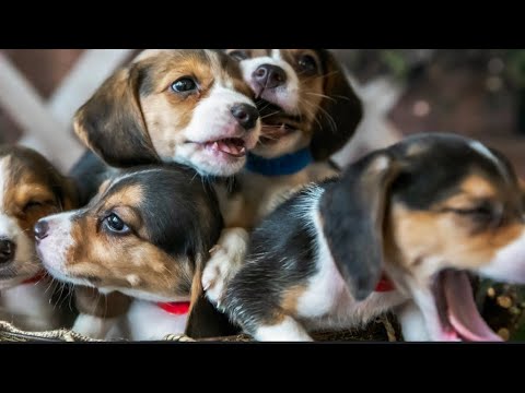 Mexican Pet Store Tour - How to Get a Cheap Designer Dog in Mexico -Puppies & Kittens ...