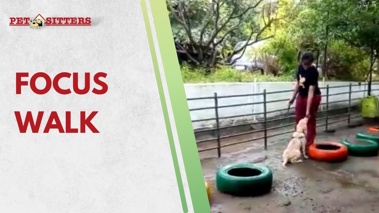 Focus walk - YouTube