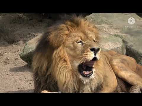 lion video nature beauty original beauty whatsapp