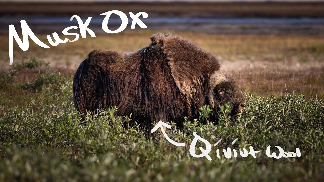 How Musk Ox Survived the Ice Age - YouTube