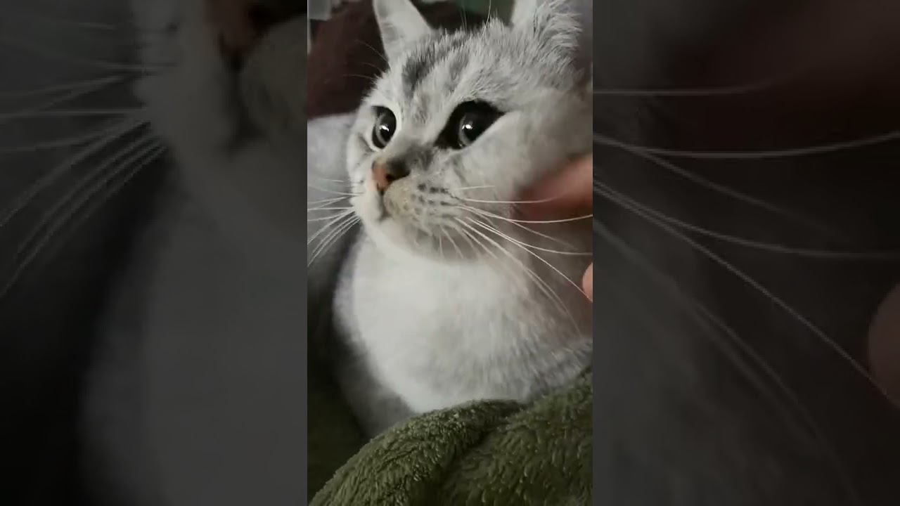 cute kitty cat , bsh 10 months old cat - YouTube