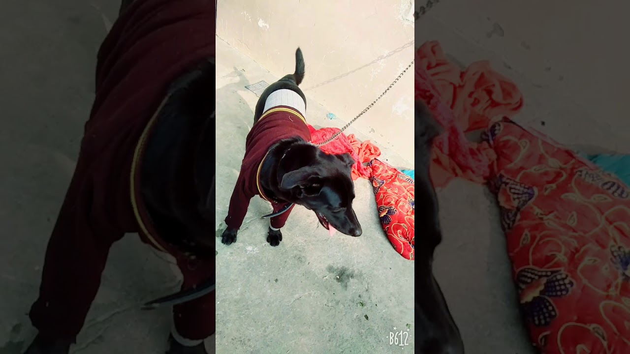 Some information about labra dog - YouTube