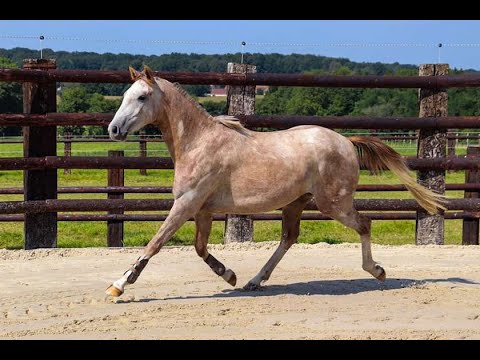 Joli Kir N - Adorable hongre par le célèbre Aron N - Prend 3 ans - 1m44 ...
