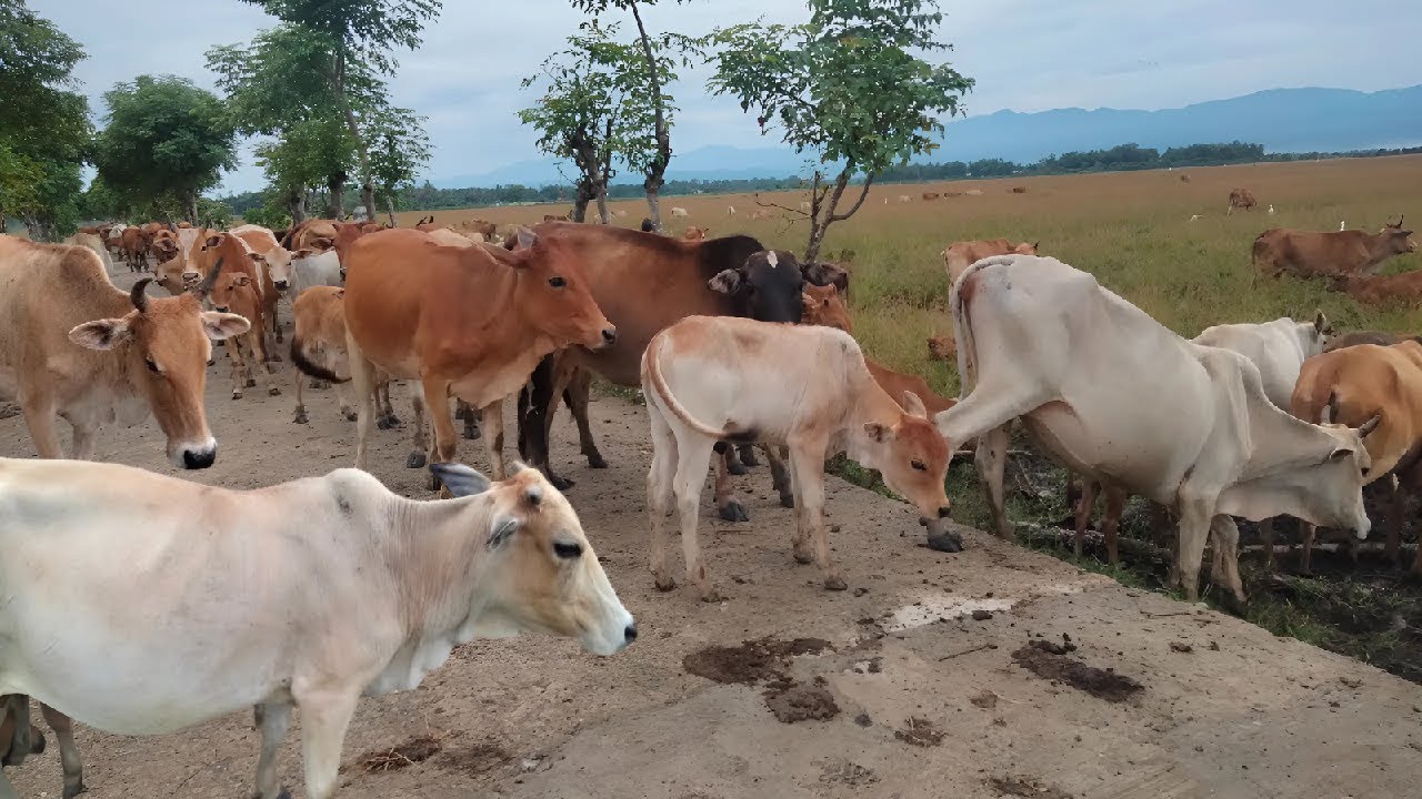 Vidio Ratusan Sapi Lembu Gembala Berkeliaran Menuju Ke Landang - Bunyi ...