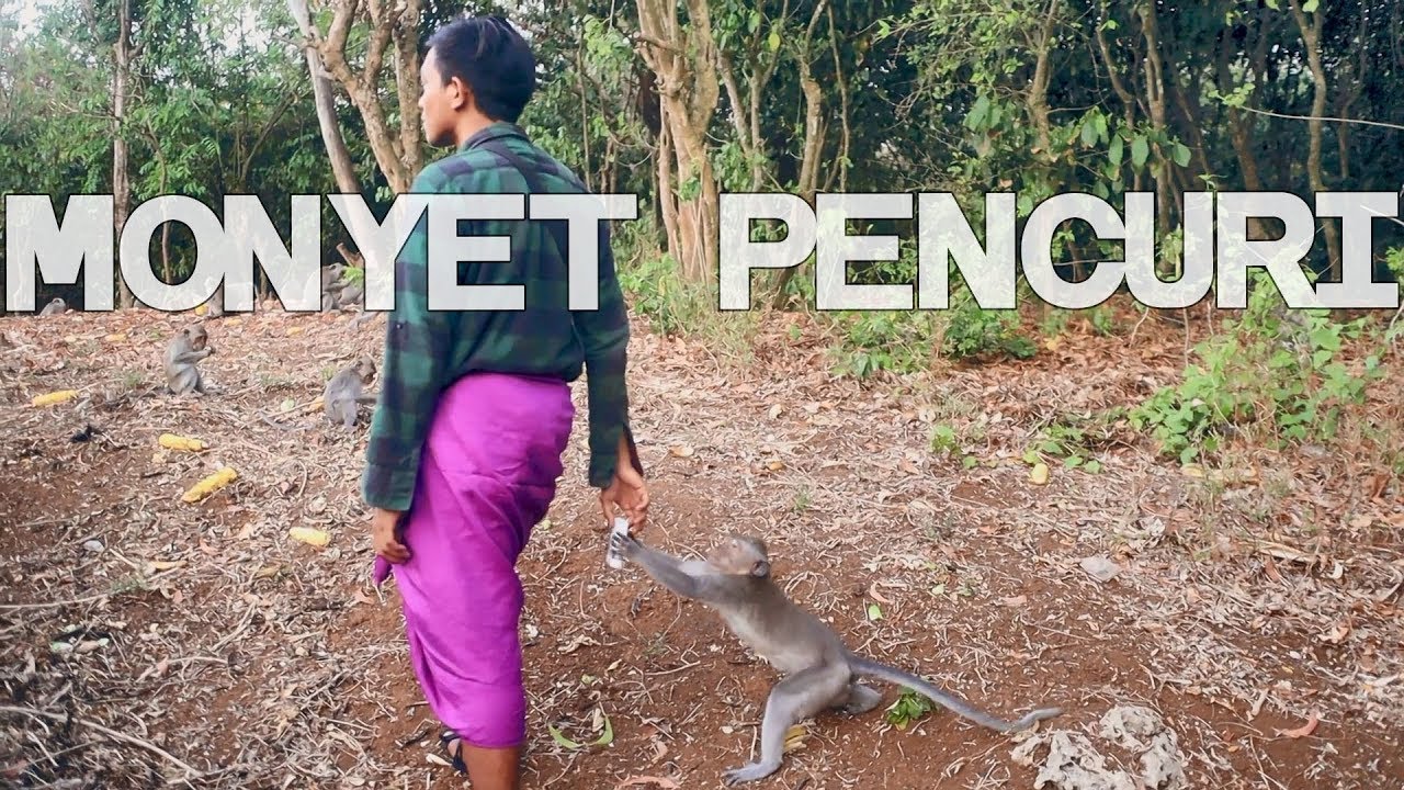Monyet Tukang Curi - Monkey Forest - YouTube
