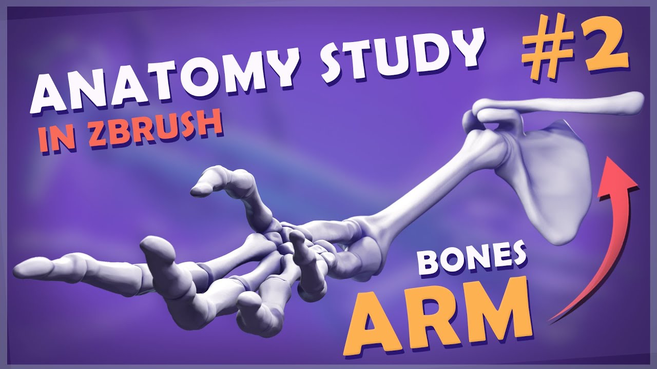 Sculpting TUTORIAL Arm Bones in 4 MINUTES - Zbrush Speedsculpt - YouTube