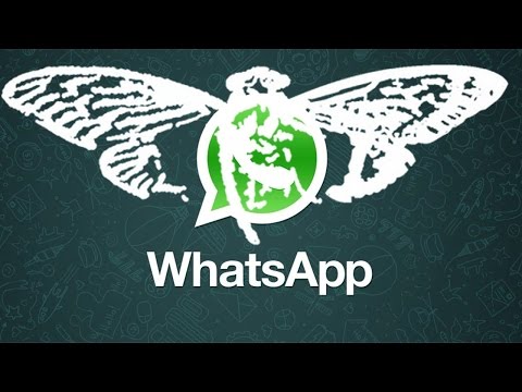 Whatsapp é da Cicada 3301 (CONFIRMED)