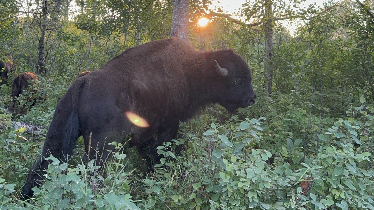 Riding Mountain National Park Bison-Lake Audy Bison Enclosure - YouTube
