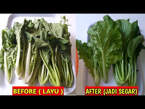 CARA MUDAH MEMBUAT SAYUR LAYU JADI SEGAR KEMBALI - YouTube