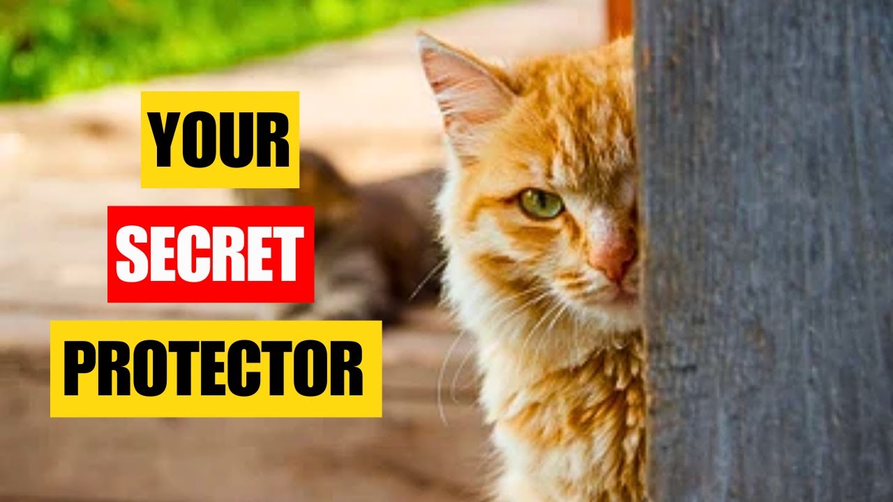 10 Reasons Why Cats Keep Checking on Their Owners | Signs Your Cat is ...