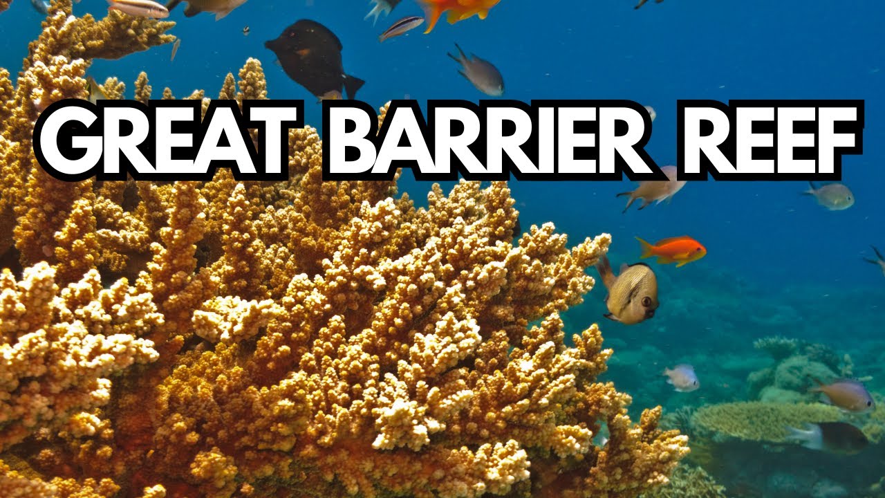 Exploring the Great Barrier Reef: Australia's Underwater Wonderland ...