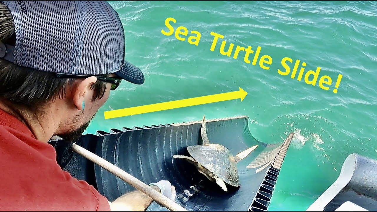 Sea turtles shoot through slide back into Gulf of Mexico - YouTube