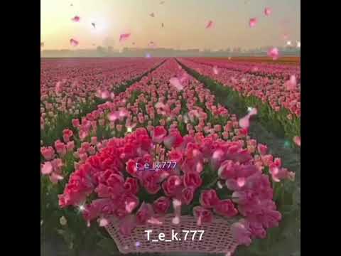 WhatsApp üçün yeni status video və mahnı 2020 mp3