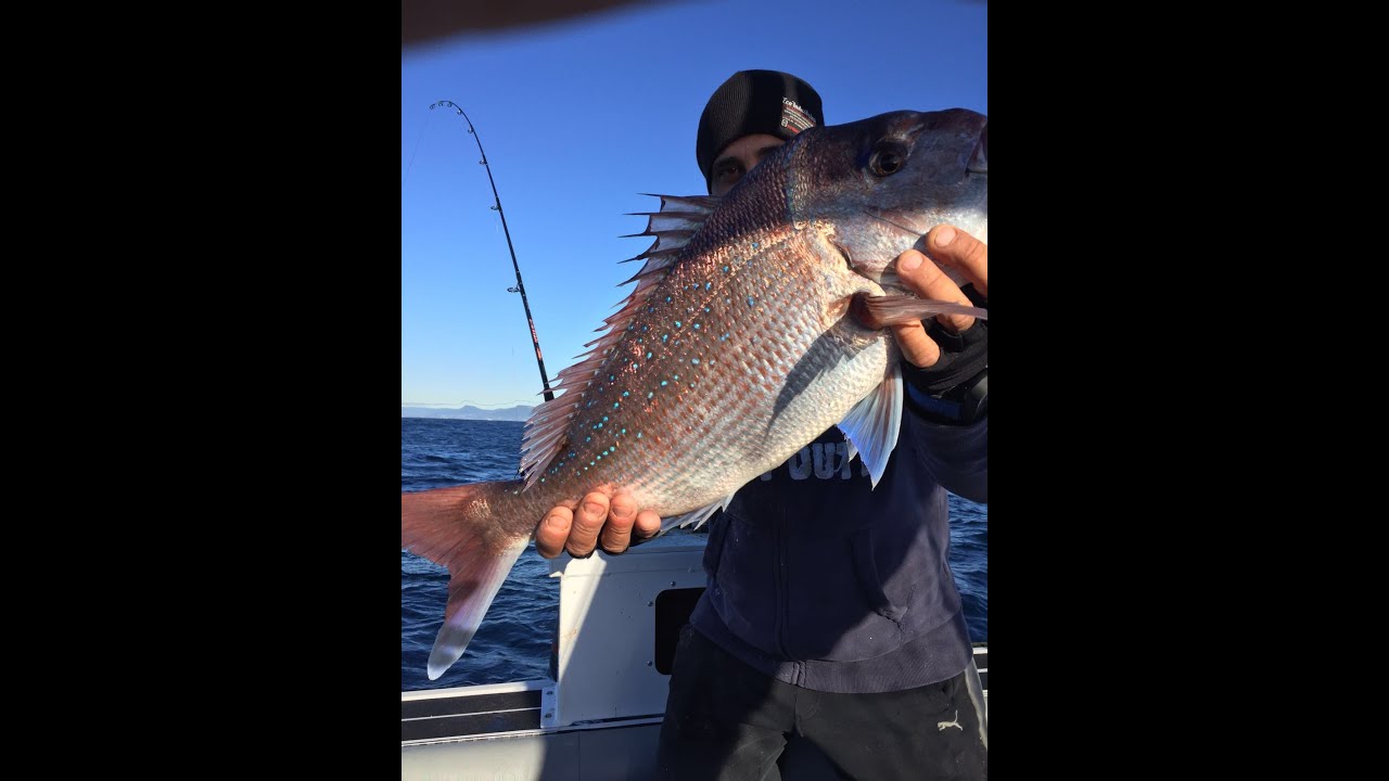 Snapper fishing Bellambi south Sydney nsw - YouTube