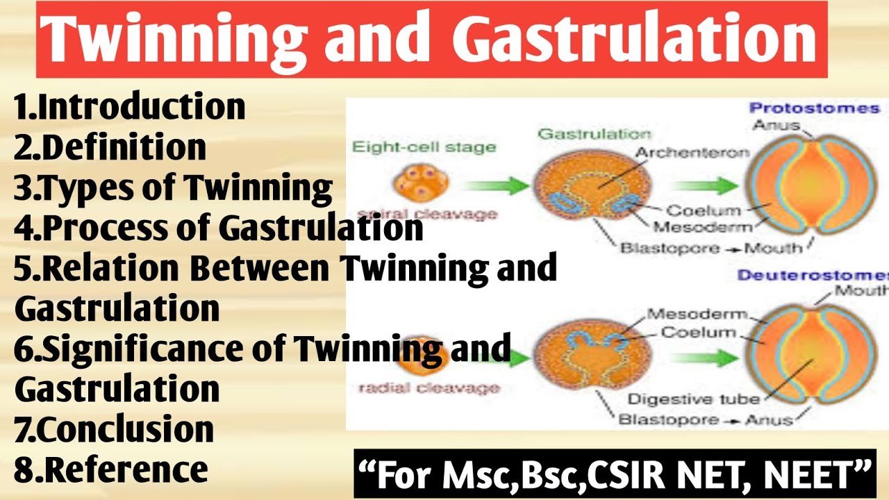 Twinning and Gastrulation | Types of Twinning | Process of Gastrulation ...