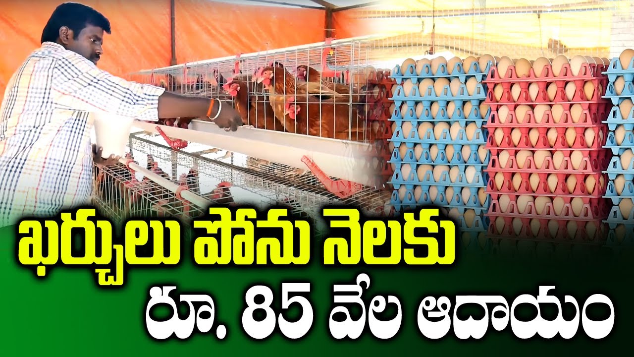 How to Start Egg Poultry Business || Organic Egg ProductionOrganic Egg ...