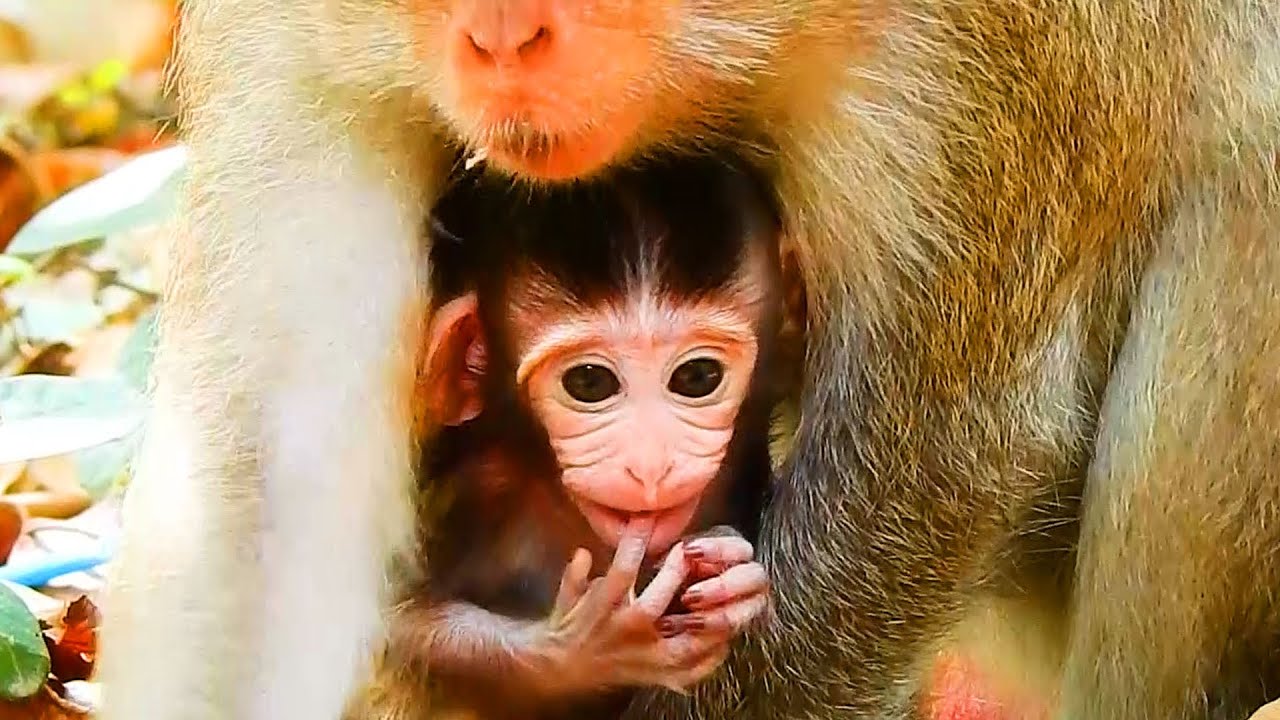 Adorable Baby Vixen Look Like So Hungry By Shucking Hand. - YouTube