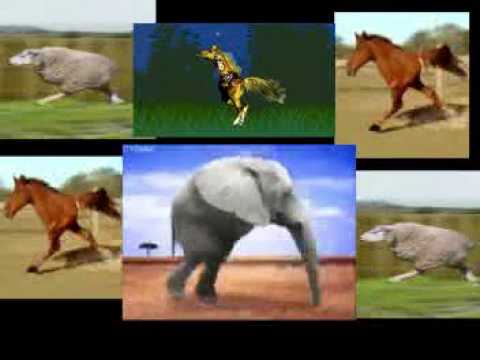Harlem shake (animals are doing it now) - YouTube
