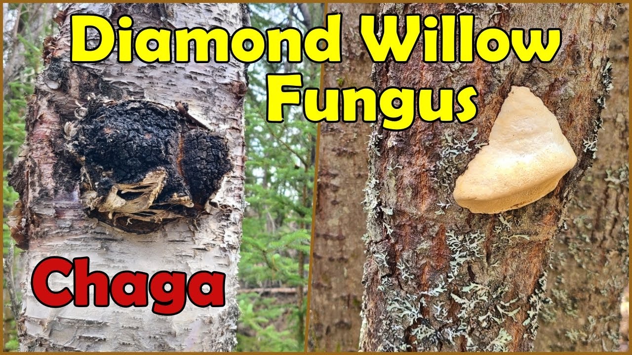 Harvesting Diamond Willow Fungus and Chaga - YouTube