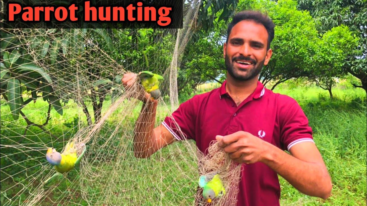 Parrot hunting with jaal || tota pakdne ka tarika || How to Catch ...