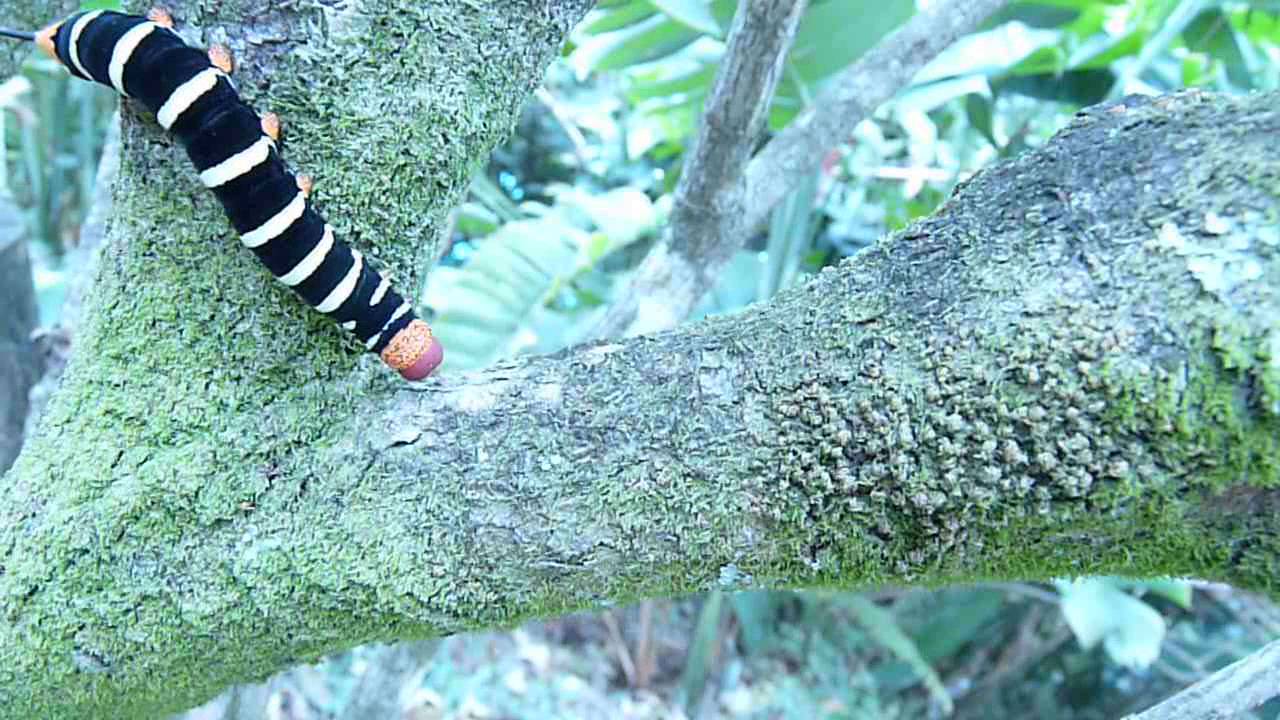 Petite chenille rasta sur une branche ♥♥ - YouTube