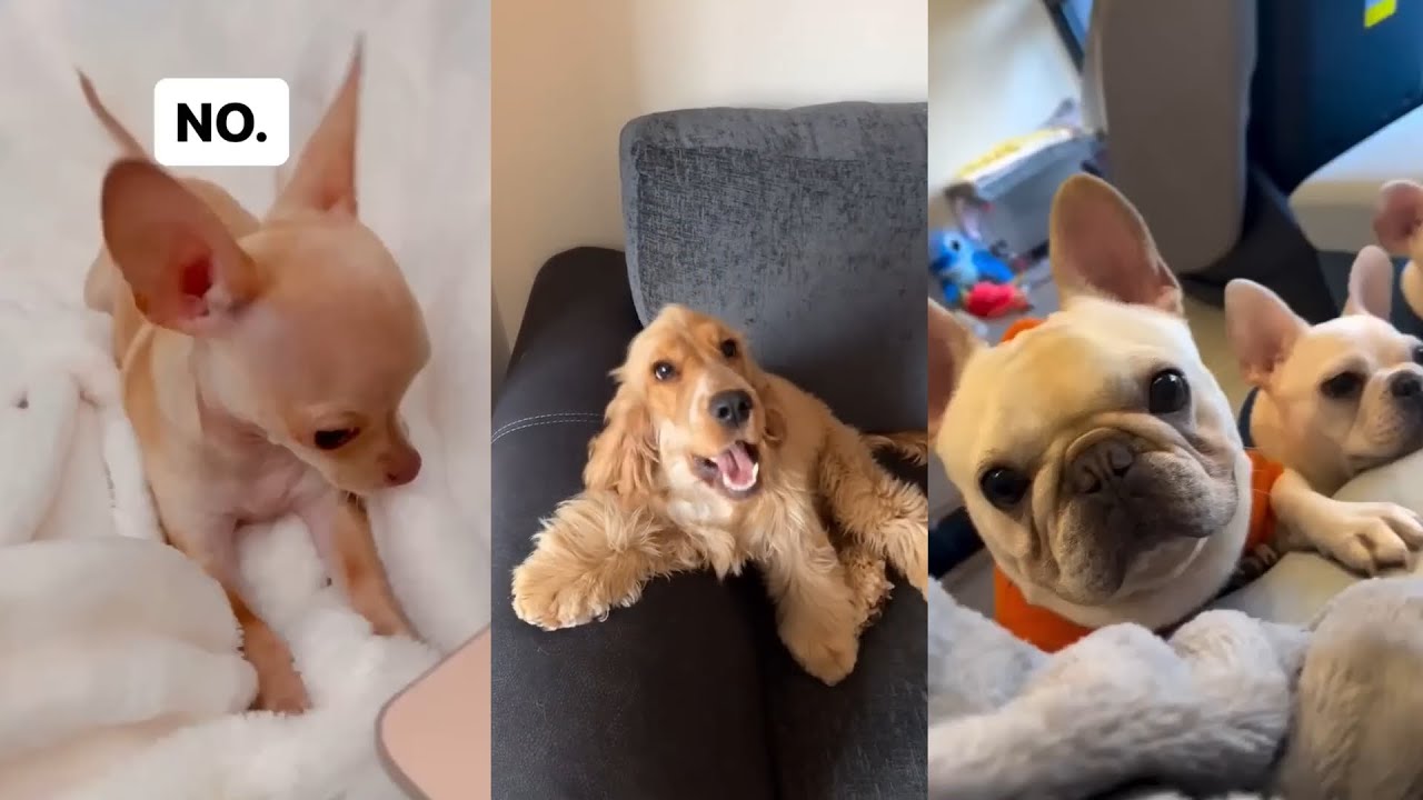 🐯"Epic Animal Pranks: You Won't Believe 🐆 What Happens Next! :o "Part 8 ...