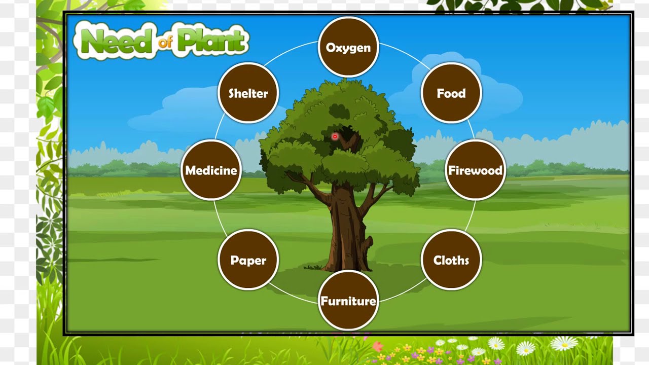 The World of Plants - YouTube