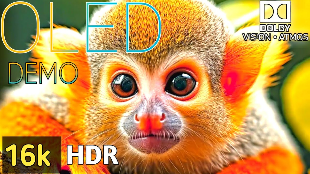oled demo by Dolby vision on fruits, flowers, birds and cinematic ...