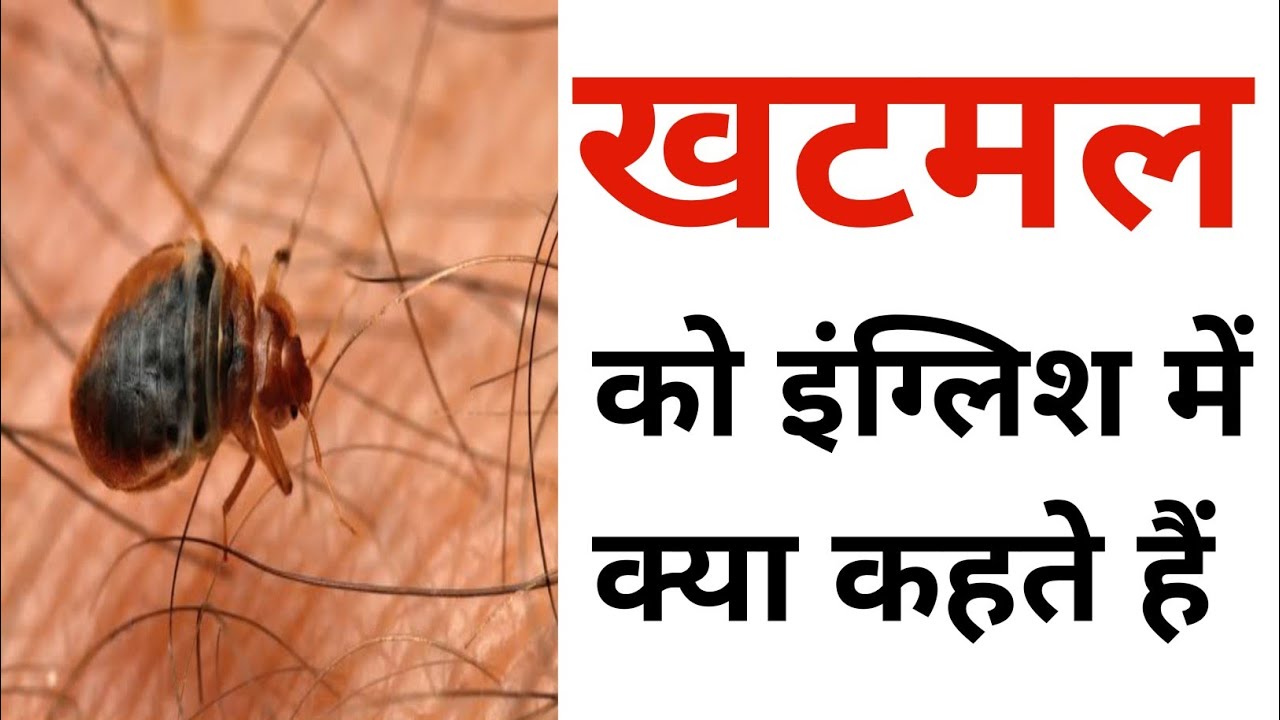 खटमल को इंग्लिश में क्या कहते हैं | khatmal ko english mein kya kahate ...