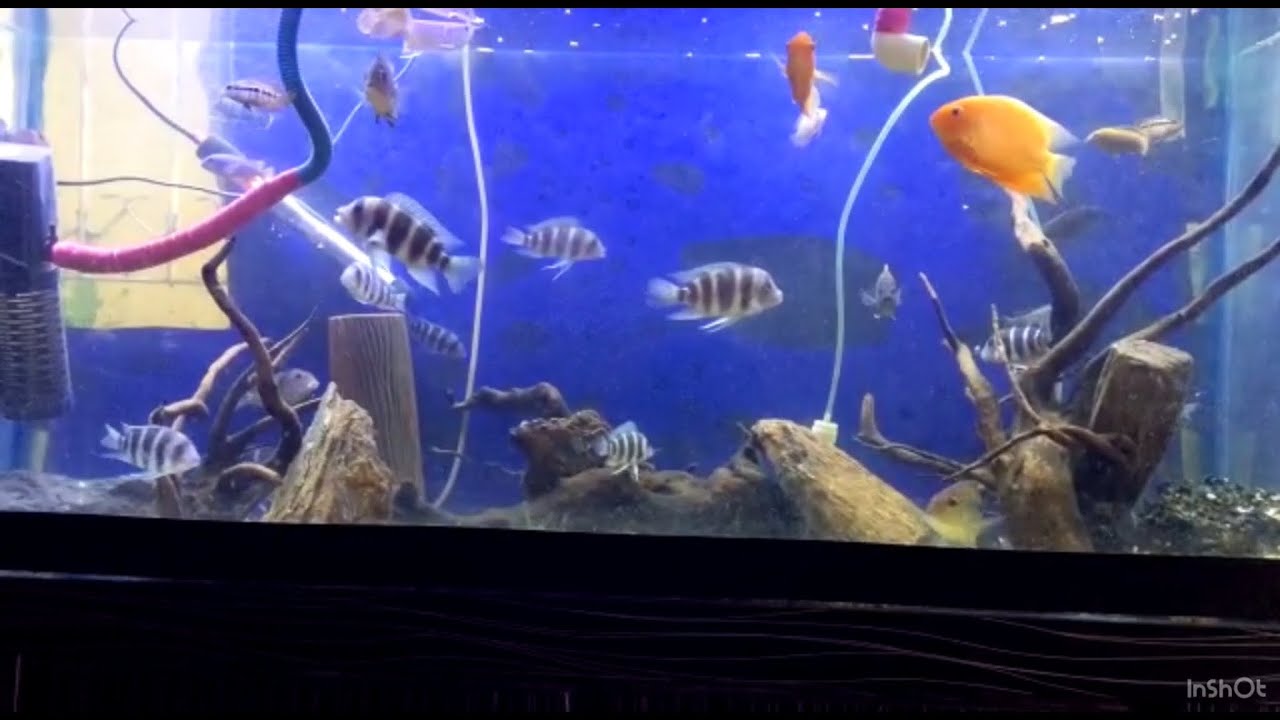 My Most aggressive fish tank of arowana Frontosa and saveram cichlids 🐠 ...