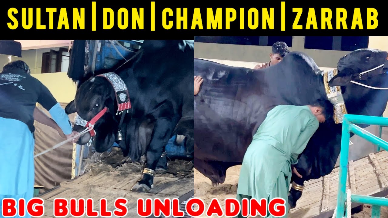 Allah Pak Ne Khair Kardi SULTAN-DON-CHAMPION-ZARRAB Ki Bari Unloading Hogayi Amazing Cattle Farm ...