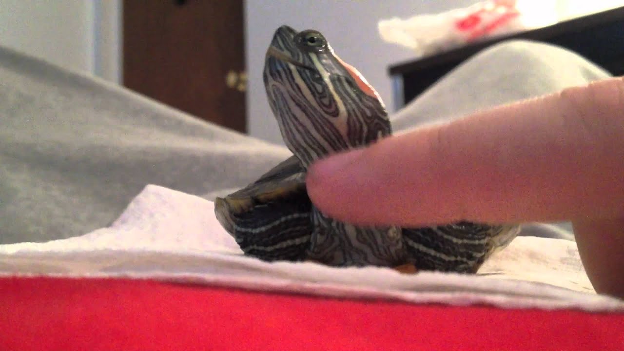 Ninja Turtle Neck Scratch - YouTube